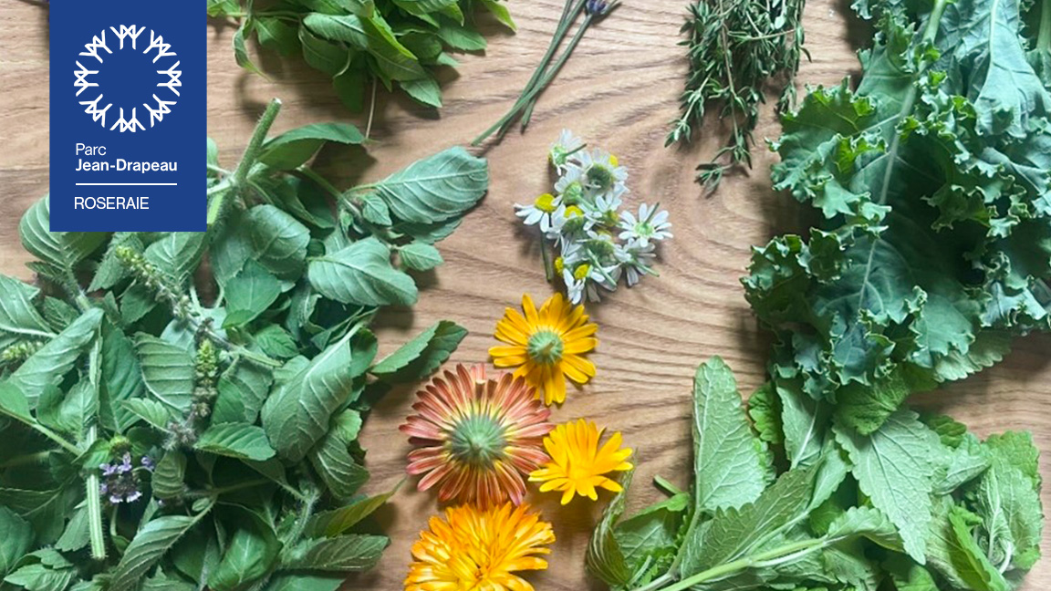 Plantes comestibles et médicinales - Lepointdevente.com